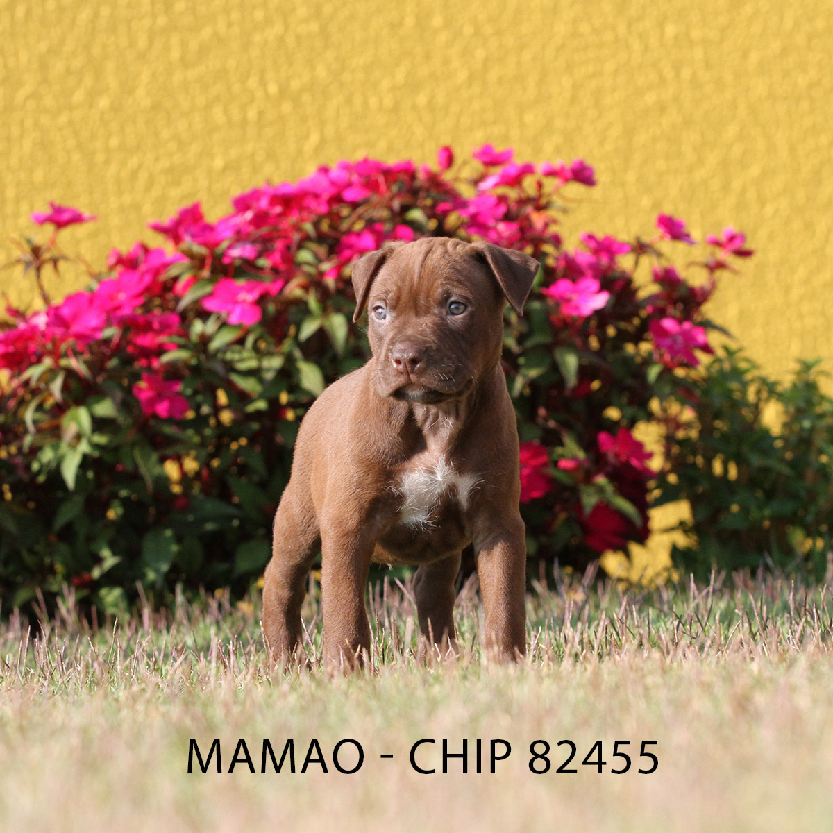 Piffer Pit Bulls - Excelencia em criação da raça Pit Bull. Ninhadas de ...